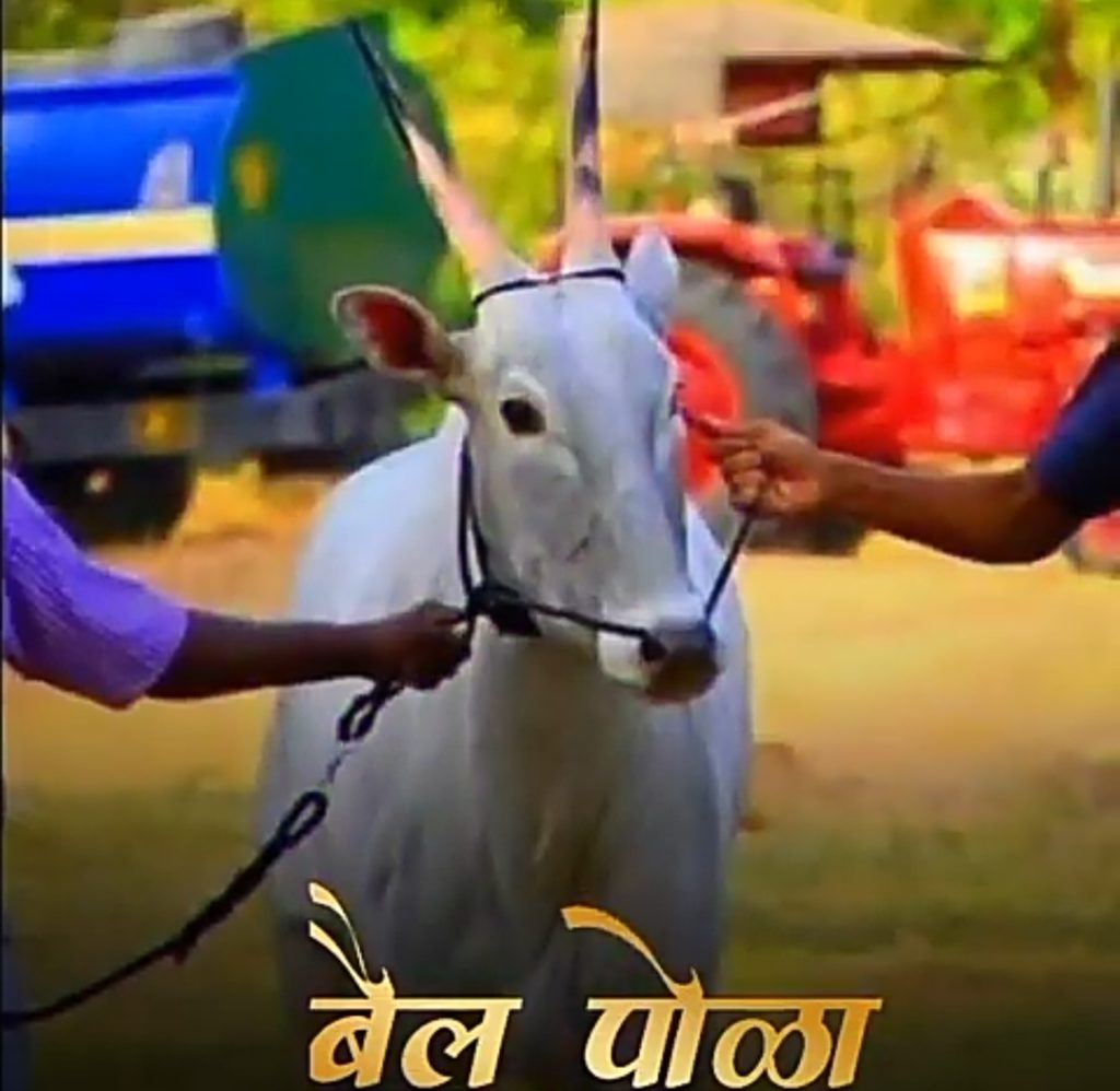 Bail Pola Status 2024 | Happy Bail Pola Whatsapp Status 2024 ( बैल पोळा ...